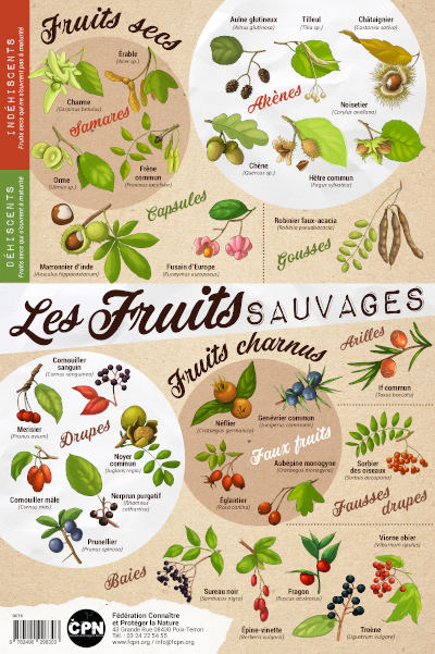 Affiche pédagogique "Les fruits sauvages" - FRENE